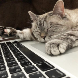 lazycat-hitori on Lospec